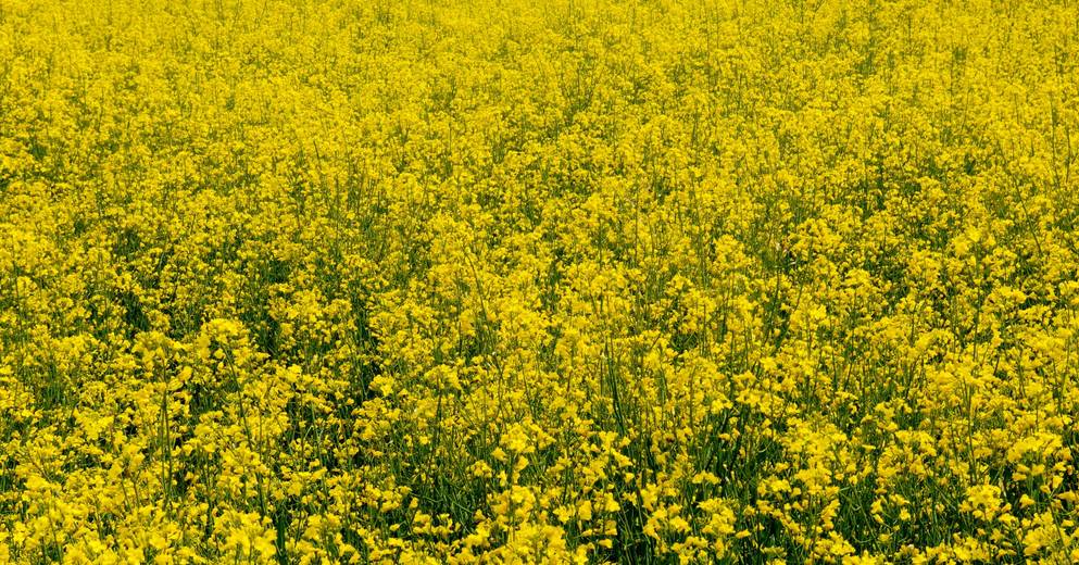En direct | Du colza OGM importé a poussé en France en 2022 à la suite ...
