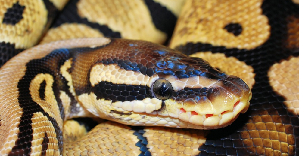 En direct | Indonésie : une femme tuée par un python, son corps ...