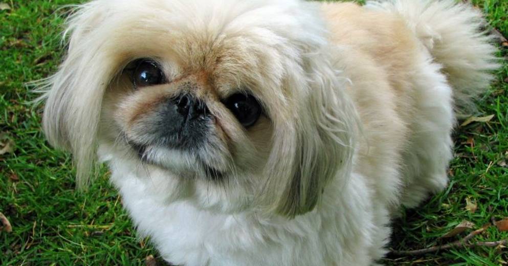 En direct | Hérault : un pitbull, sans laisse ni muselière, tue un shih ...