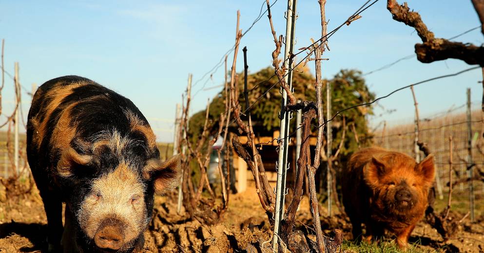 France - Monde | En Champagne, des cochons de "précision" pour ...
